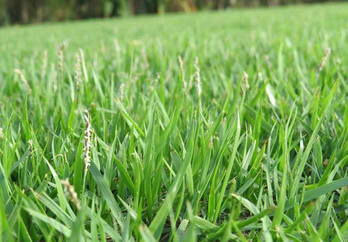 Native Lawn Australia - Native Lawns Australia